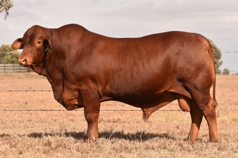 MUNGALLA 4925 (P) (PP) D4 - MAGS Droughtmasters